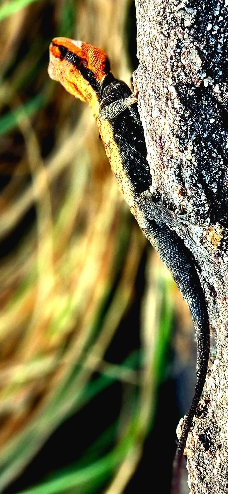 Chittipara,Vithura - Samsung Members