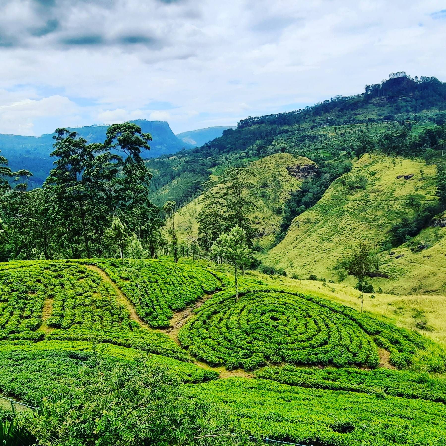 Tea plantation - Samsung Members