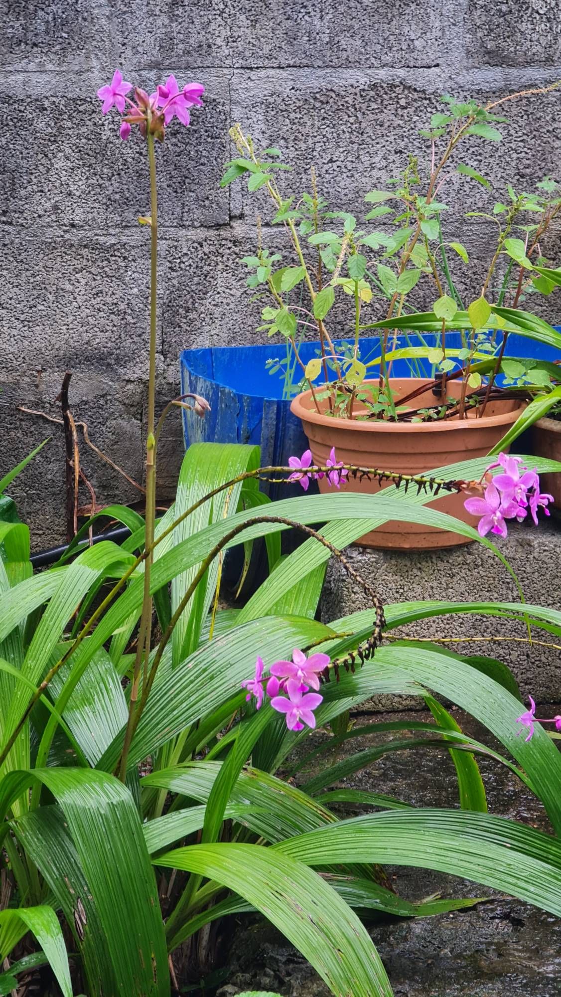 Random Garden Flower On A Regularly Rainy Mauritiu... - Samsung Members