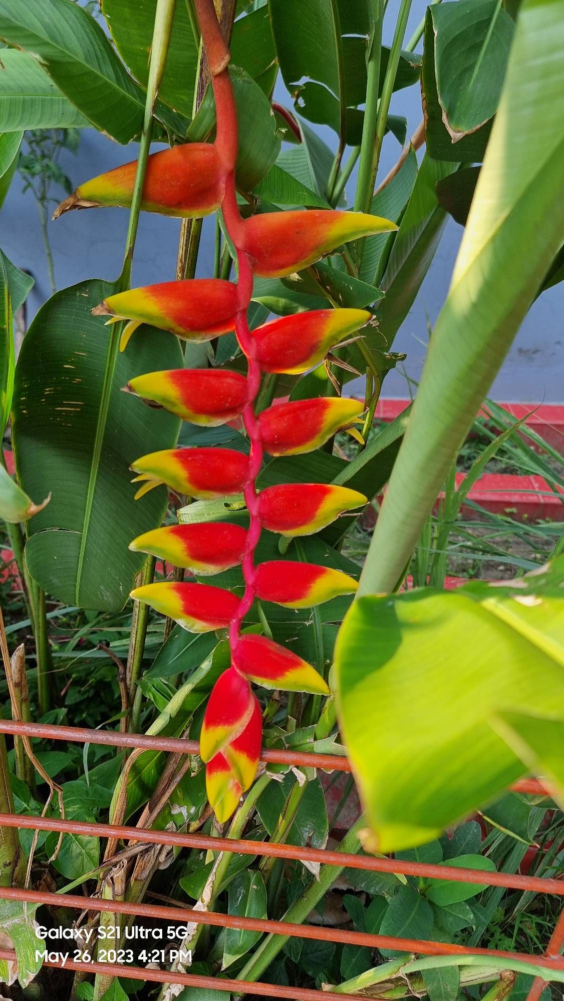 S 21 Ultra - Samsung Members