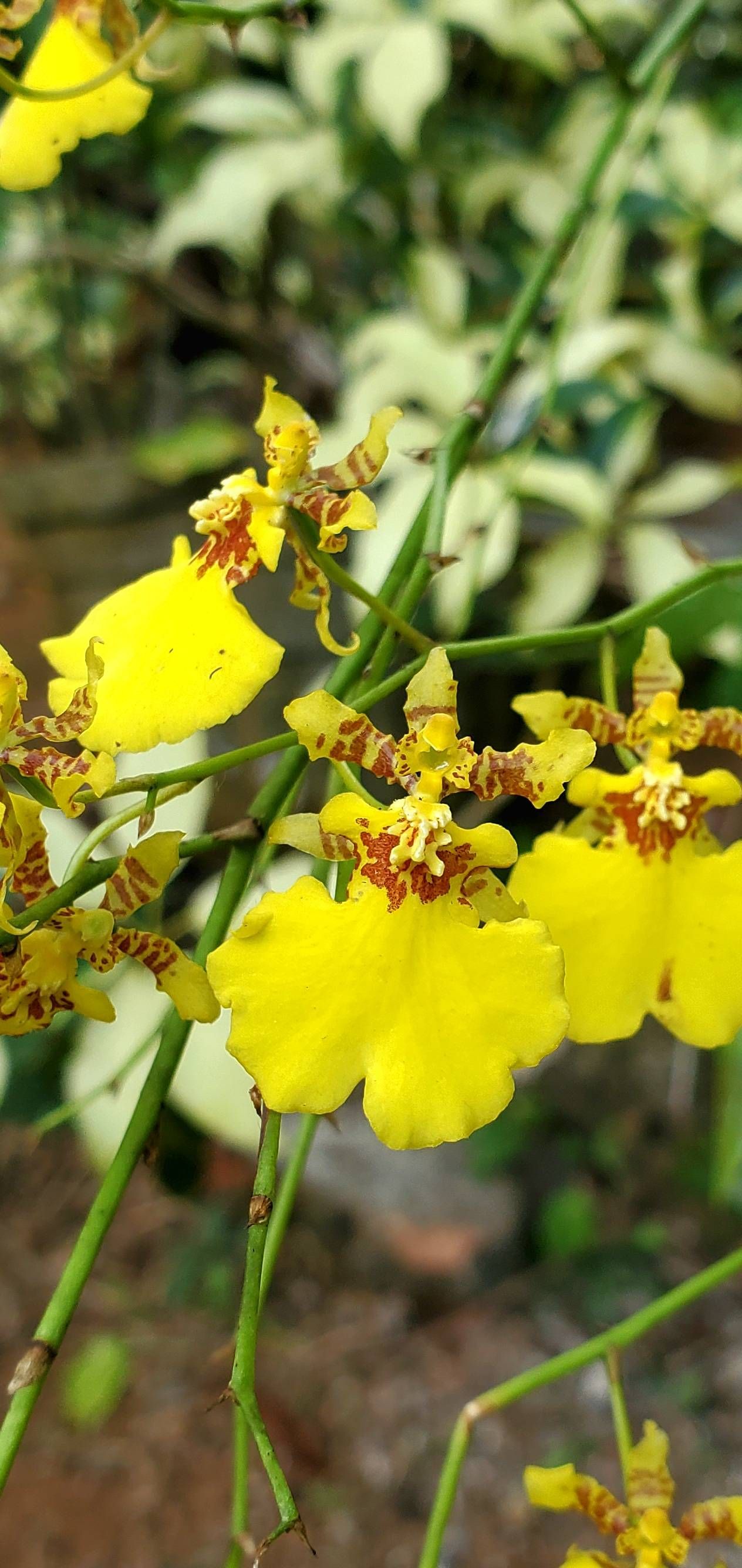 Kandyan Dancer Flower - Samsung Members