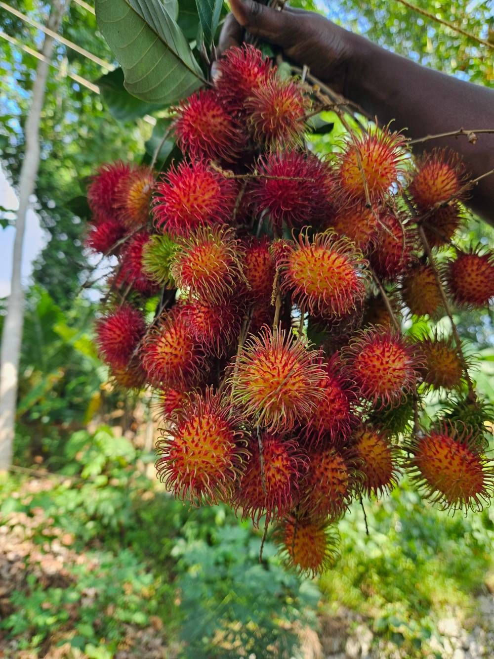 Fruit - Samsung Members