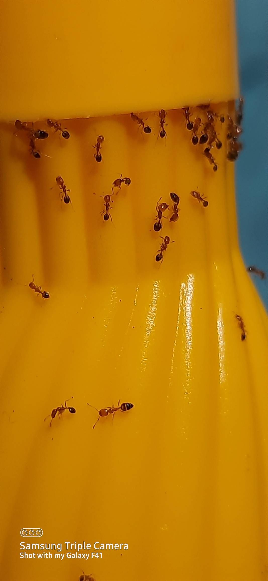 Ant 🐜 🐜 🐜 🐜 army - Samsung Members