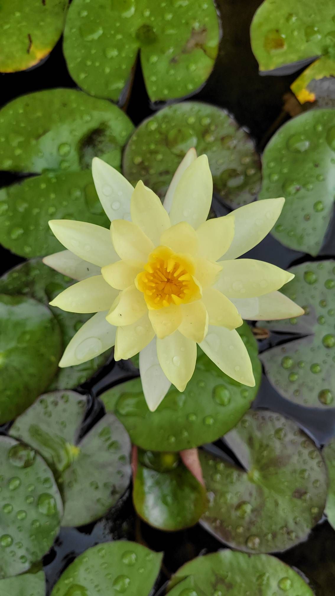 Lotus - Samsung Members