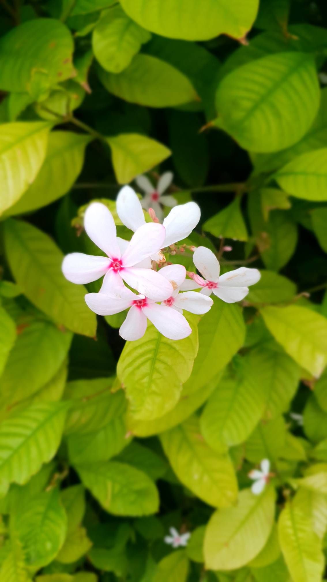 Flowers - Samsung Members