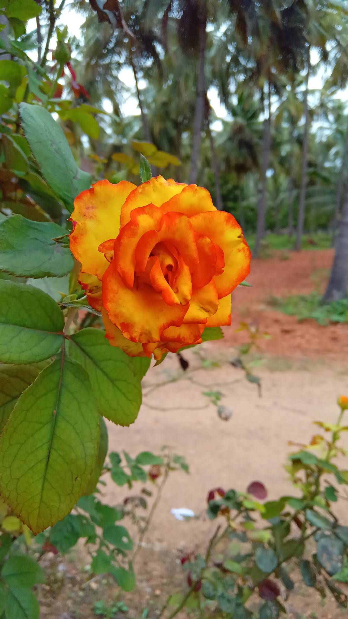 Click - Samsung Members