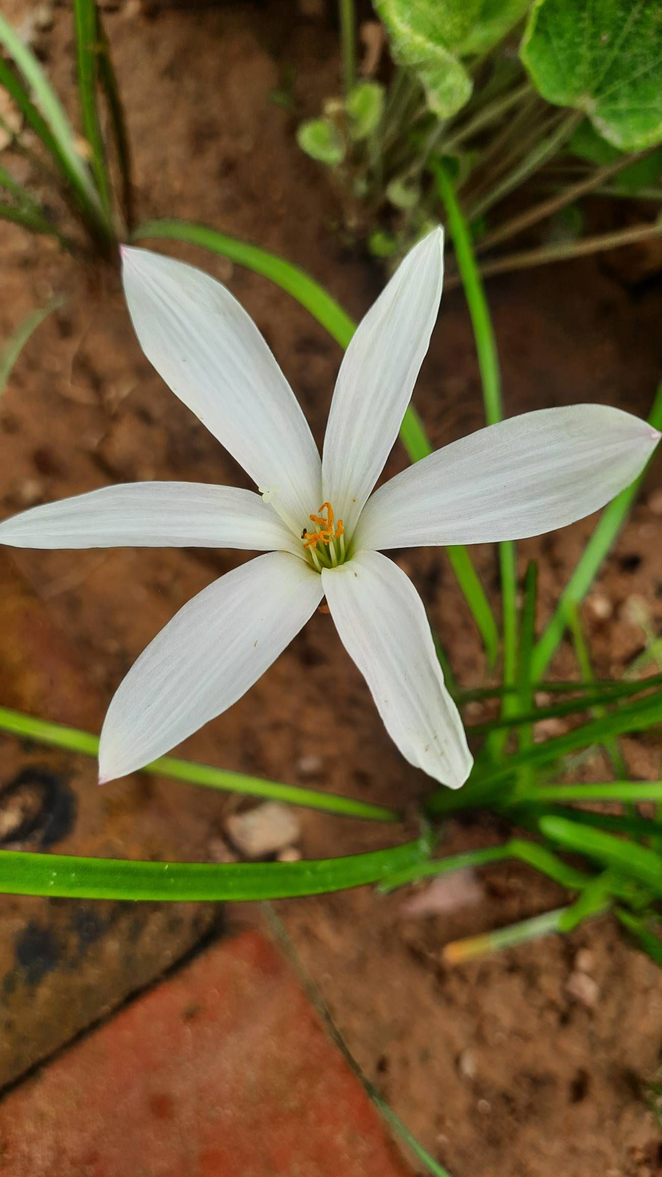 The lily by Happiest 🧡 Samsung camera - Samsung Members