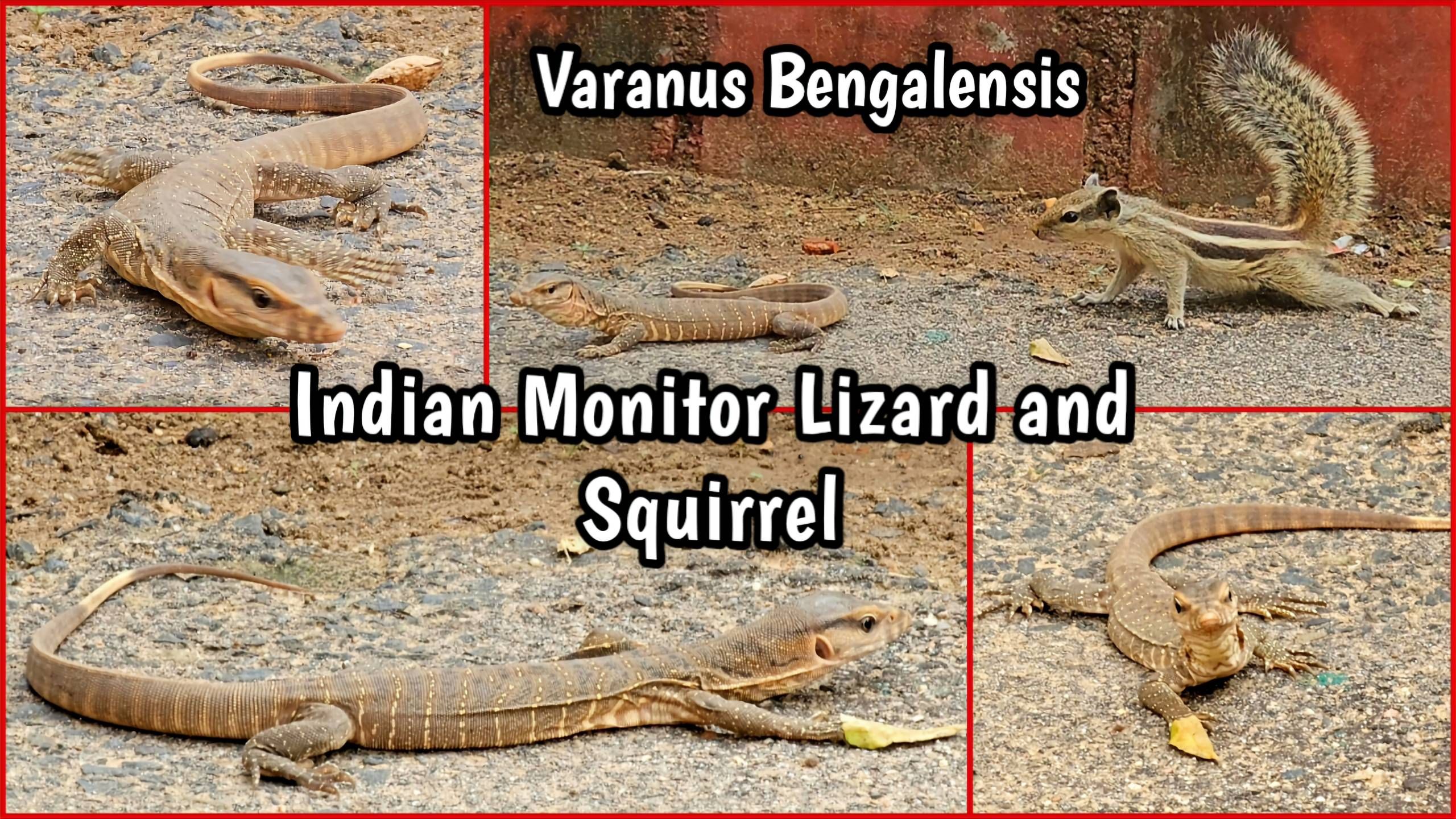 Indian Monitor Lizard and Squirrel - Samsung Members