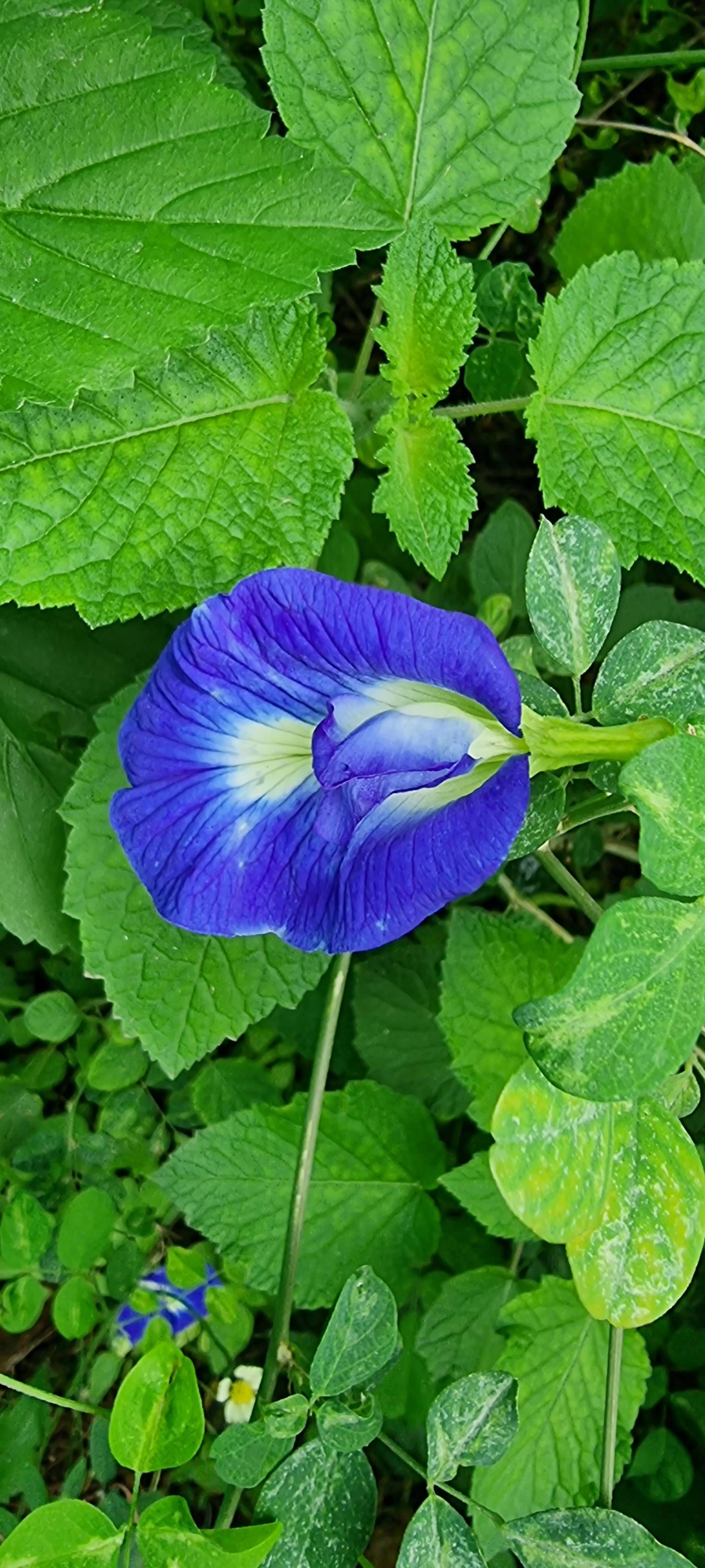 Gokarna flowers s21 ultra - Samsung Members