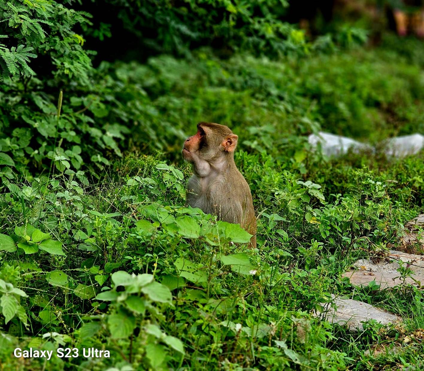 What a beautiful MONKEY SHOOT 📸 - Samsung Members