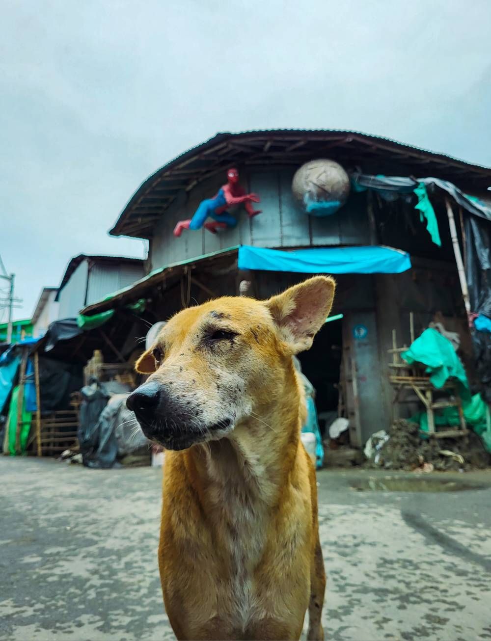 The Dog & The Spiderman - Captured In Portrait Mod... - Samsung Members