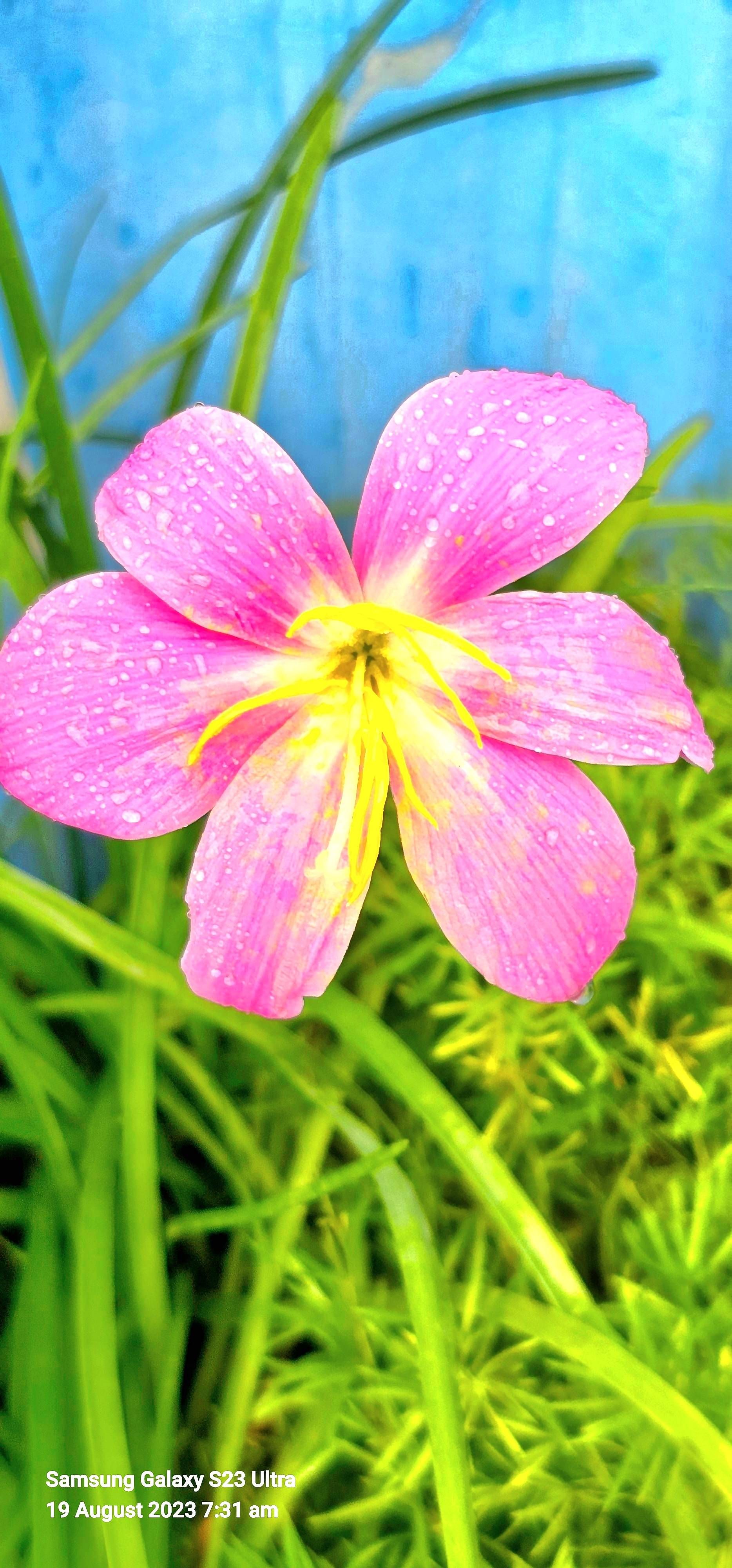 S23 Ultra pic - Samsung Members