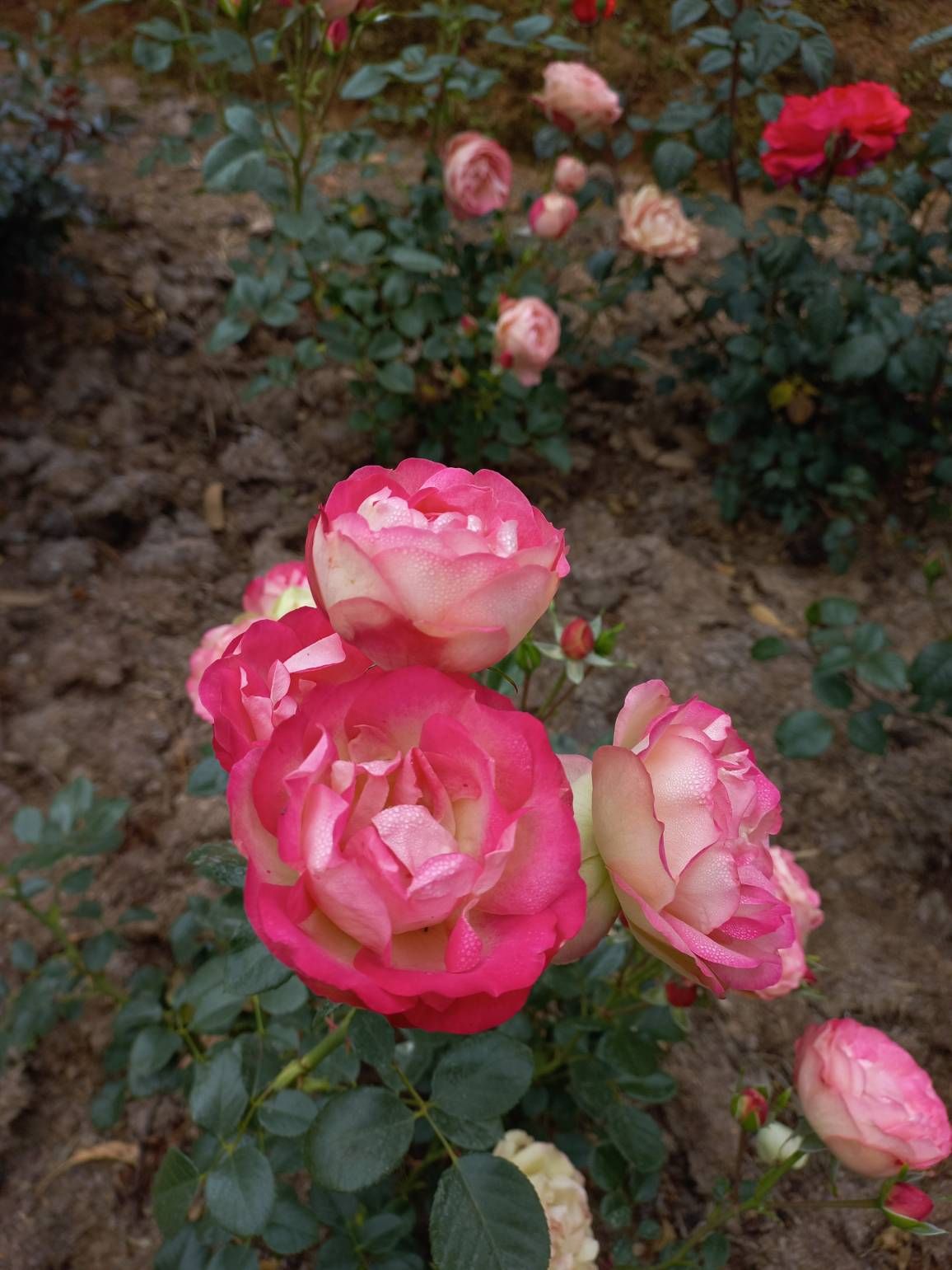 ️ - Samsung Members