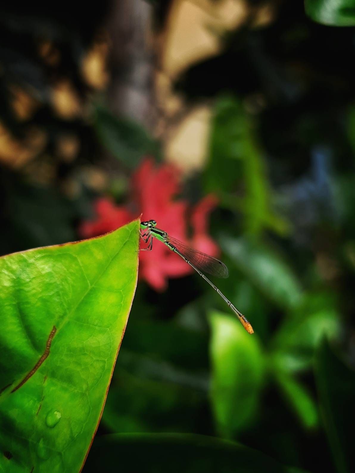 How's the shot...? - Samsung Members