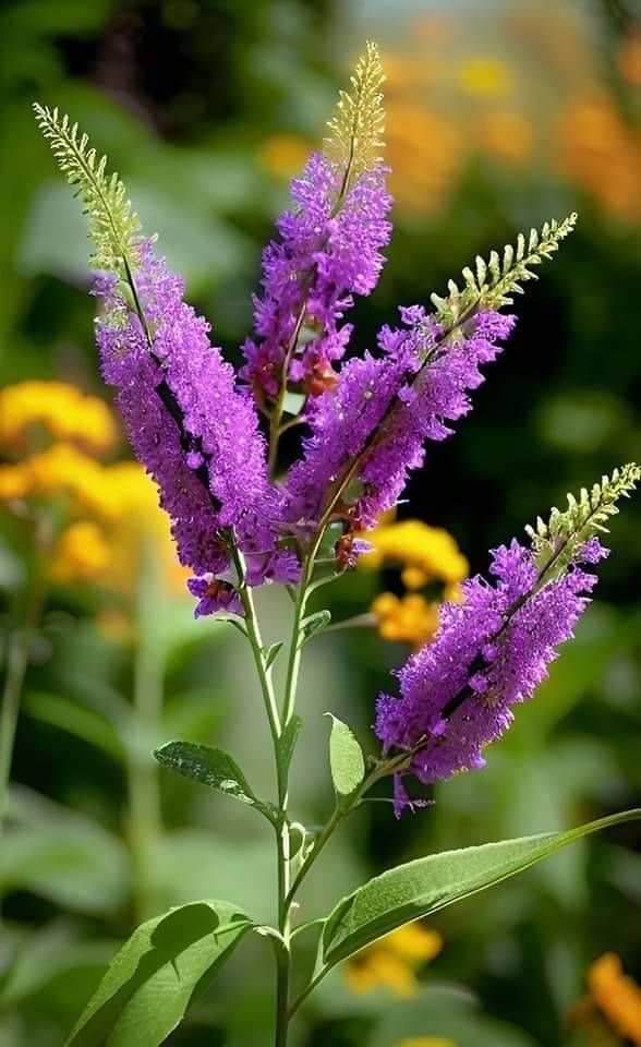 Flowers 💐 💐💐 - Samsung Members