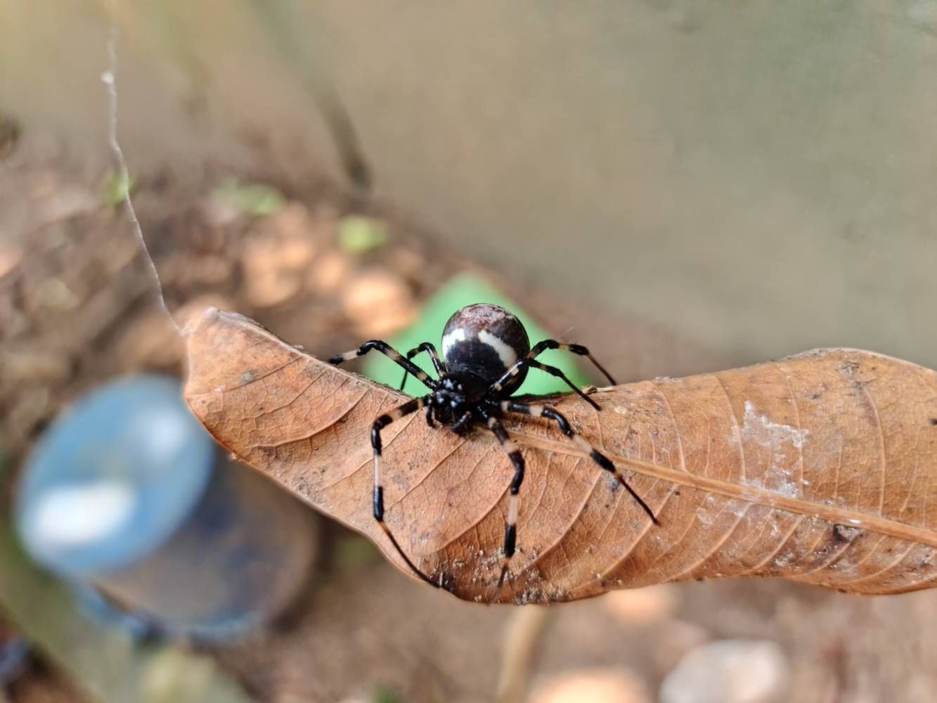 Spider - Samsung Members