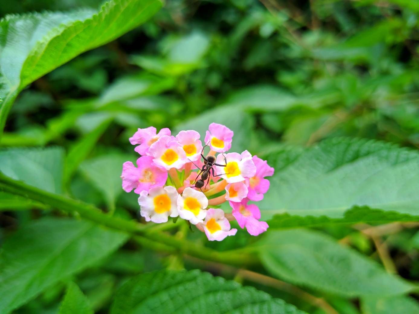 Tiny Flowers 💐 & Ant 🐜 - Samsung Members