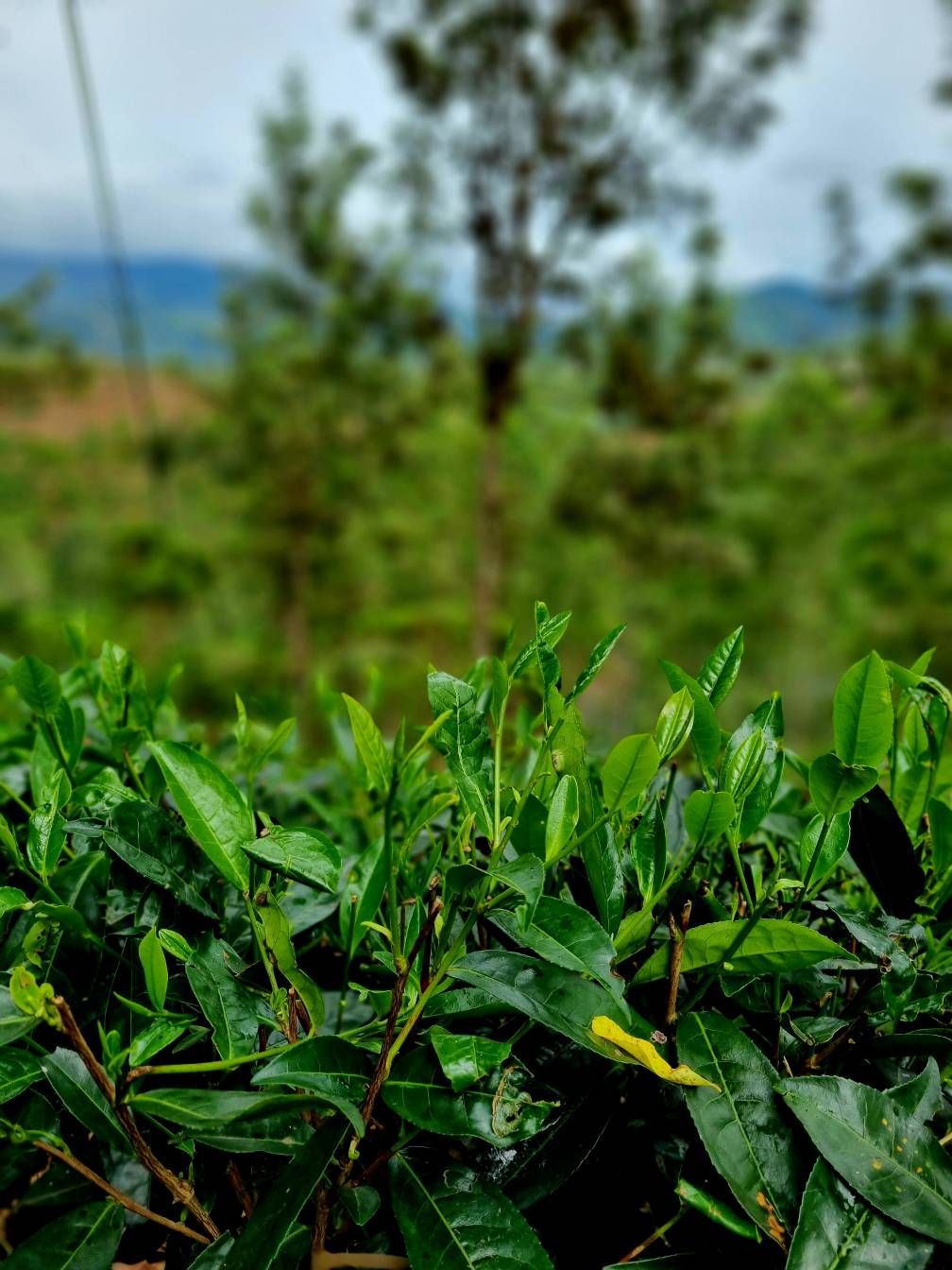 TEA 🍃 - Samsung Members