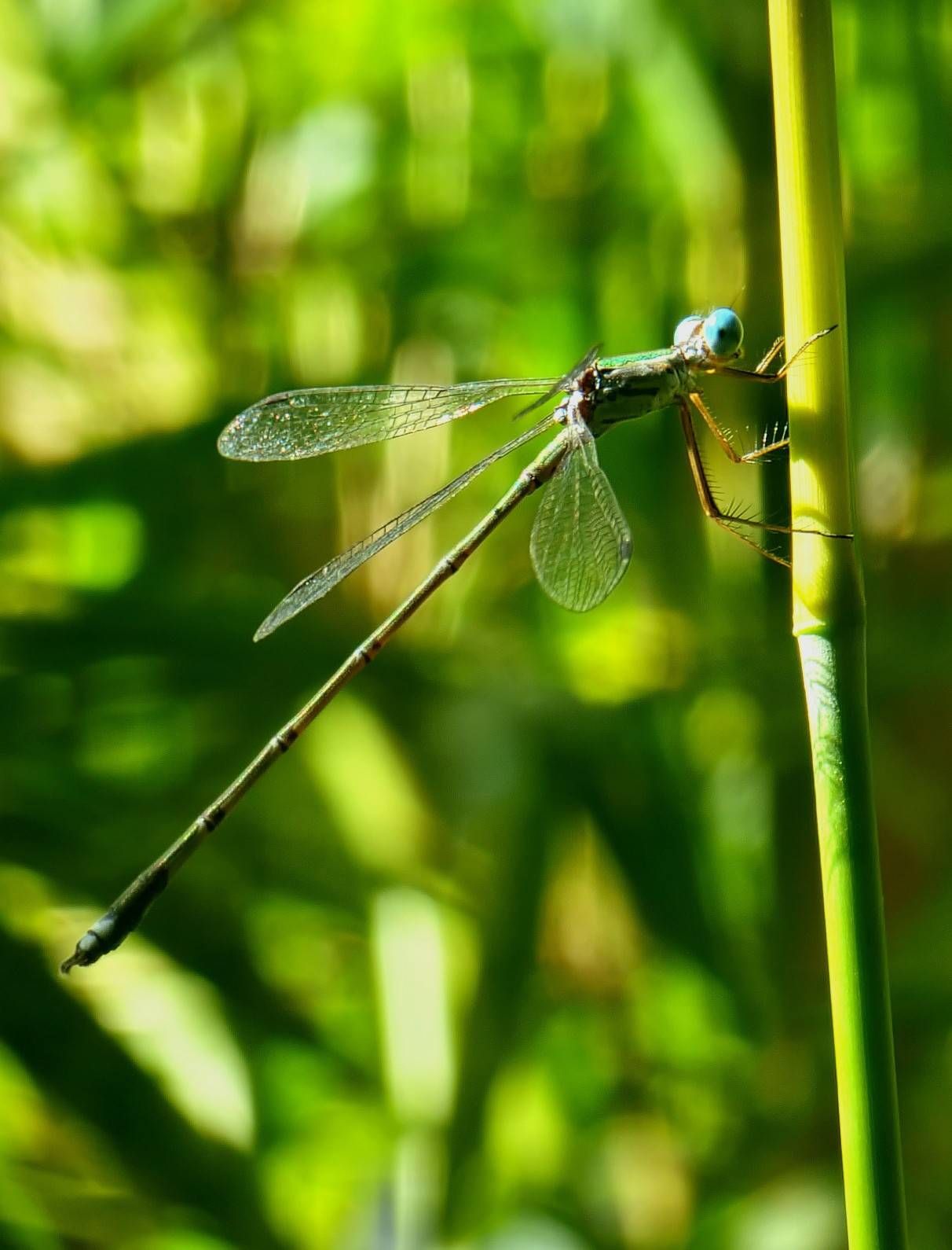 Captured the enchanting beauty of a tiny 📷 - Samsung Members