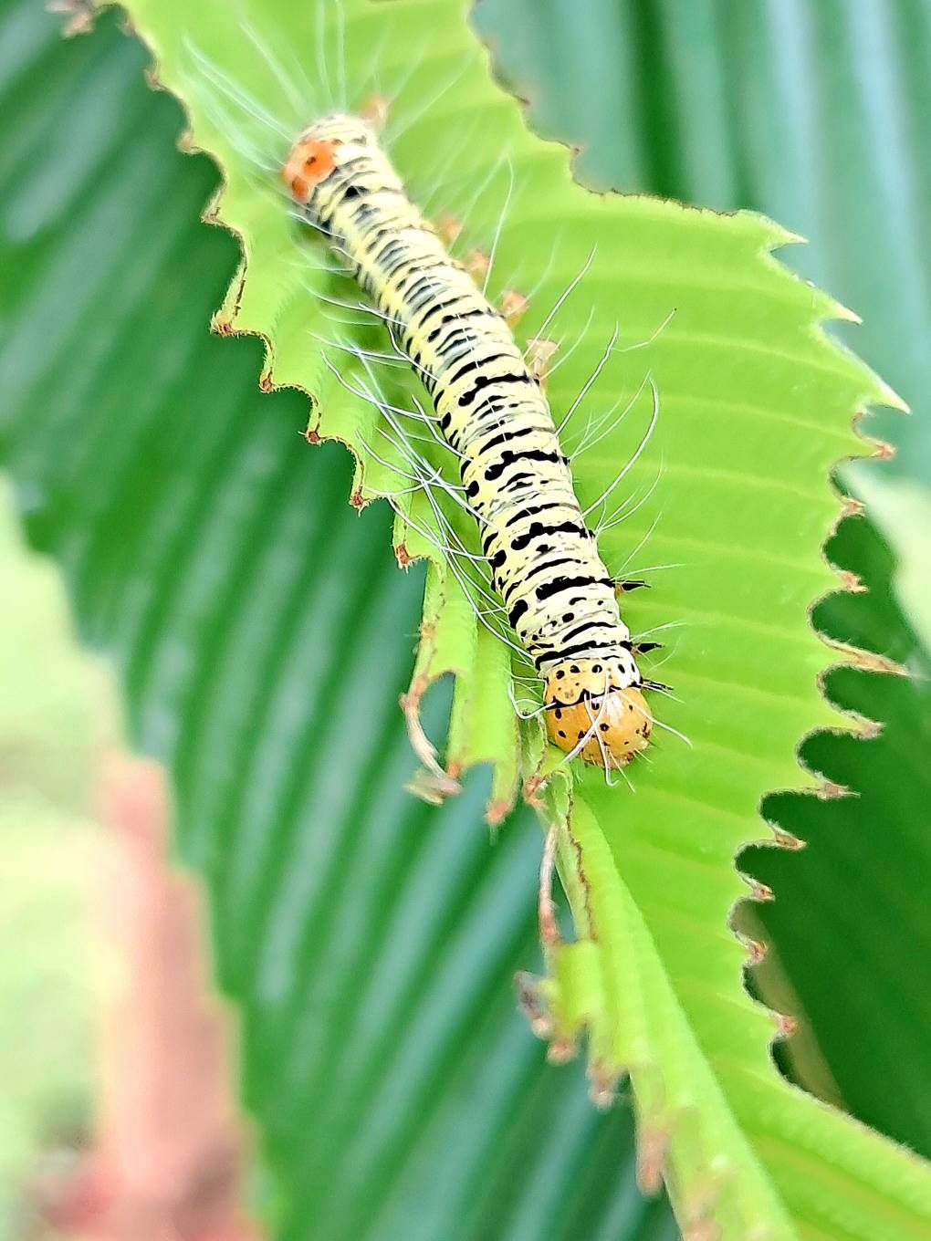 Macro Shot using Galaxy M34 main camera - Samsung Members