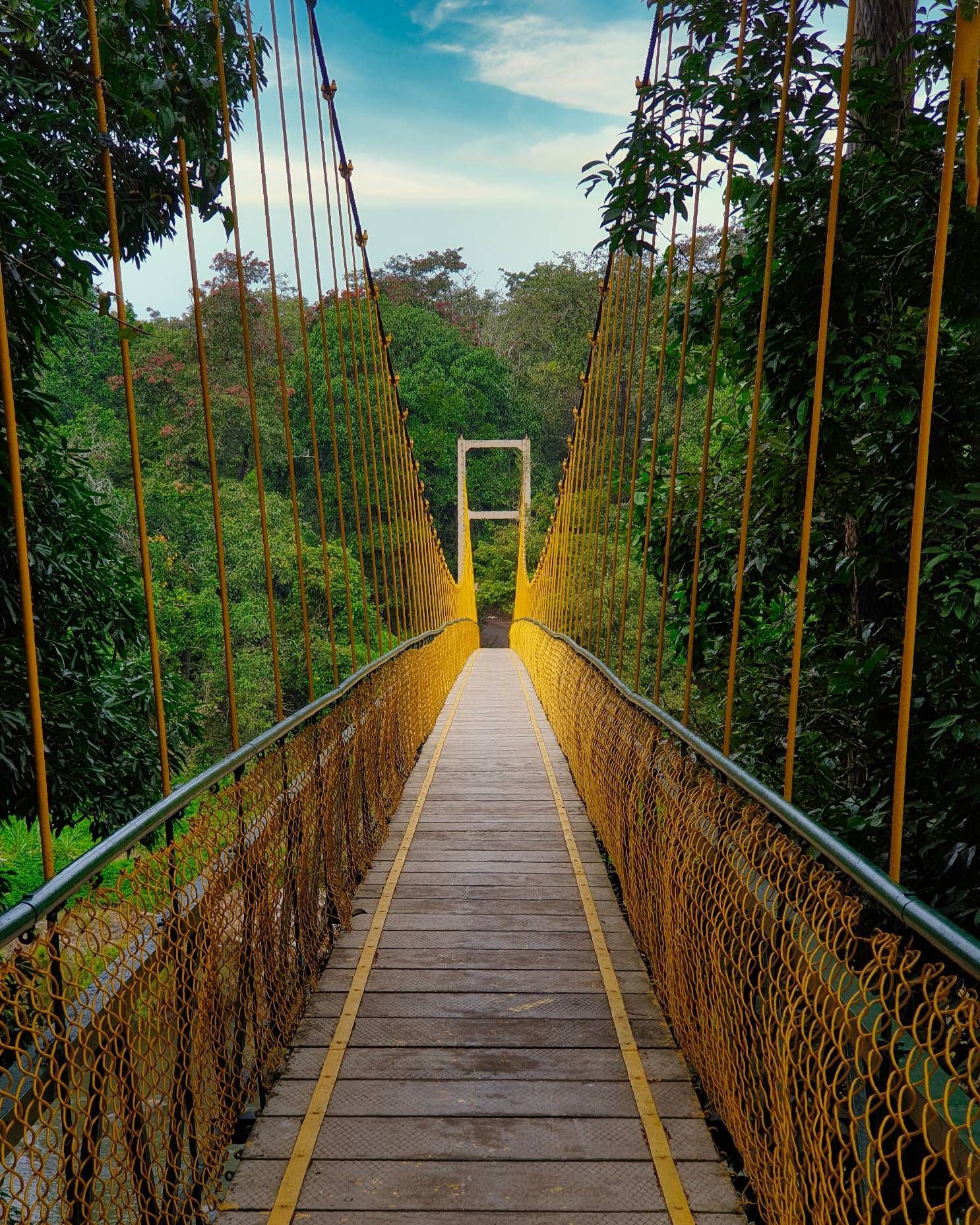 Forest Focus - Samsung Members