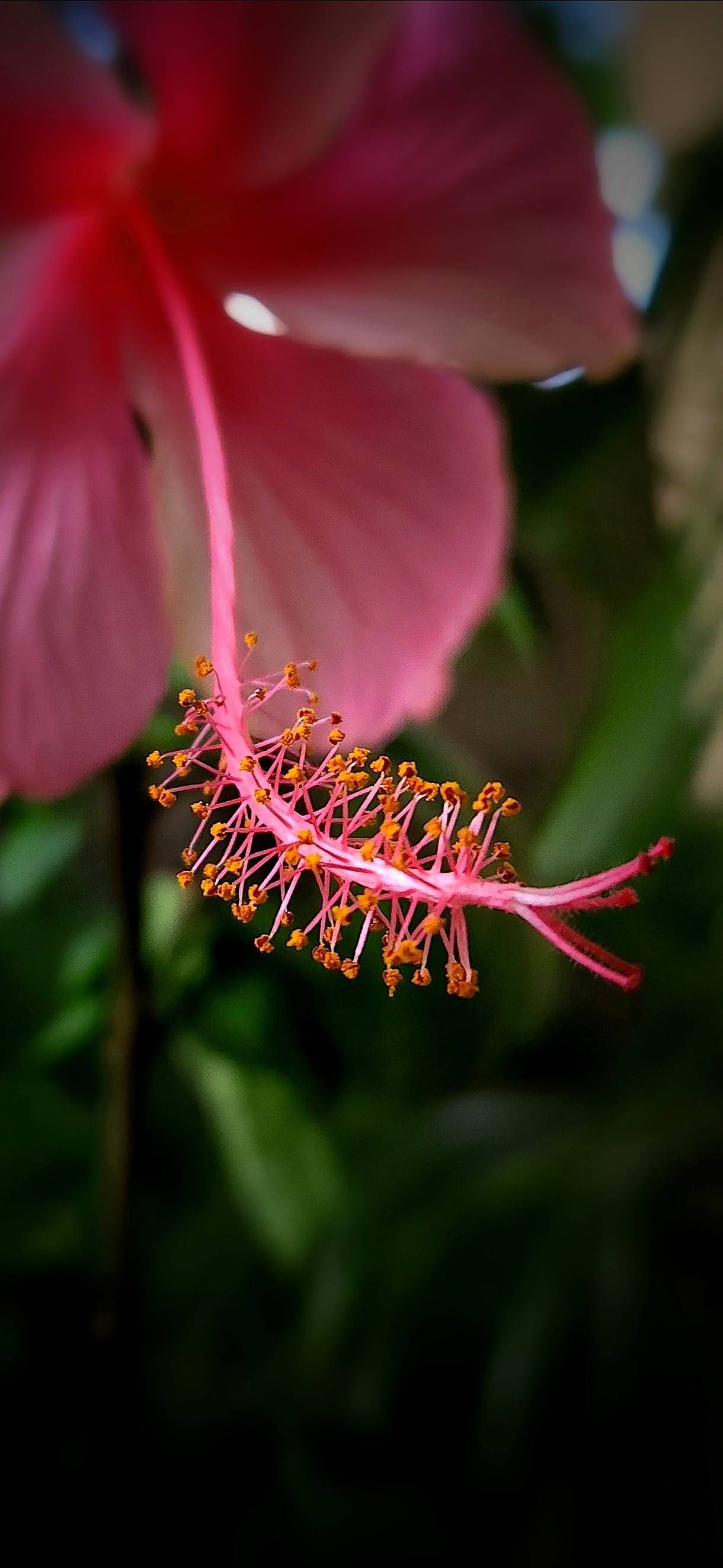 Flower! - Samsung Members