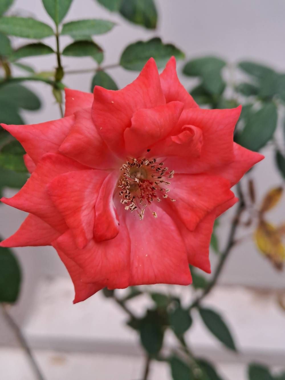 Samsung A33, Pink rose - Samsung Members