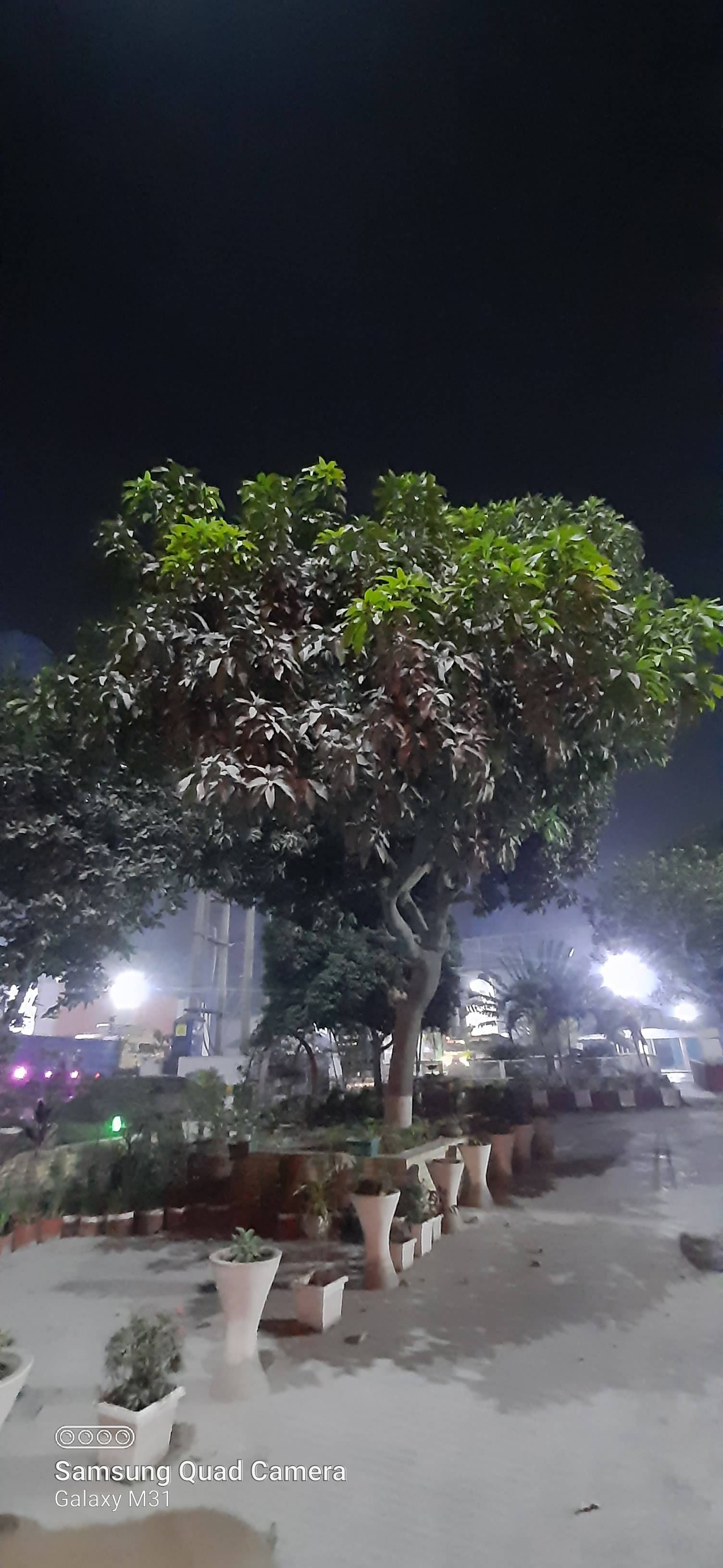 Night short mango tree - Samsung Members