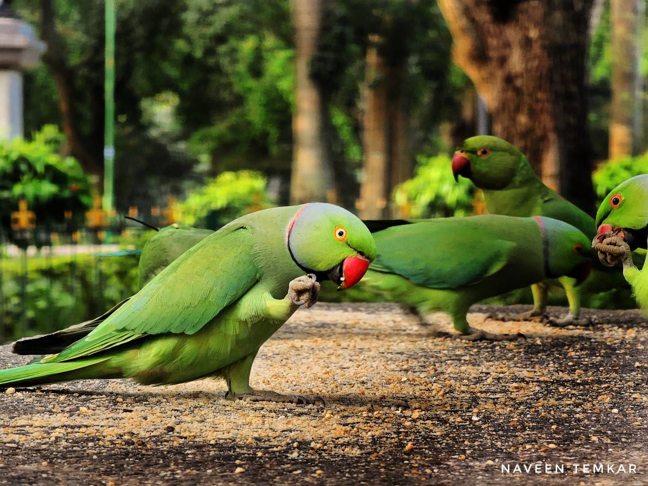 Ring-Neck Parrot - Samsung Members