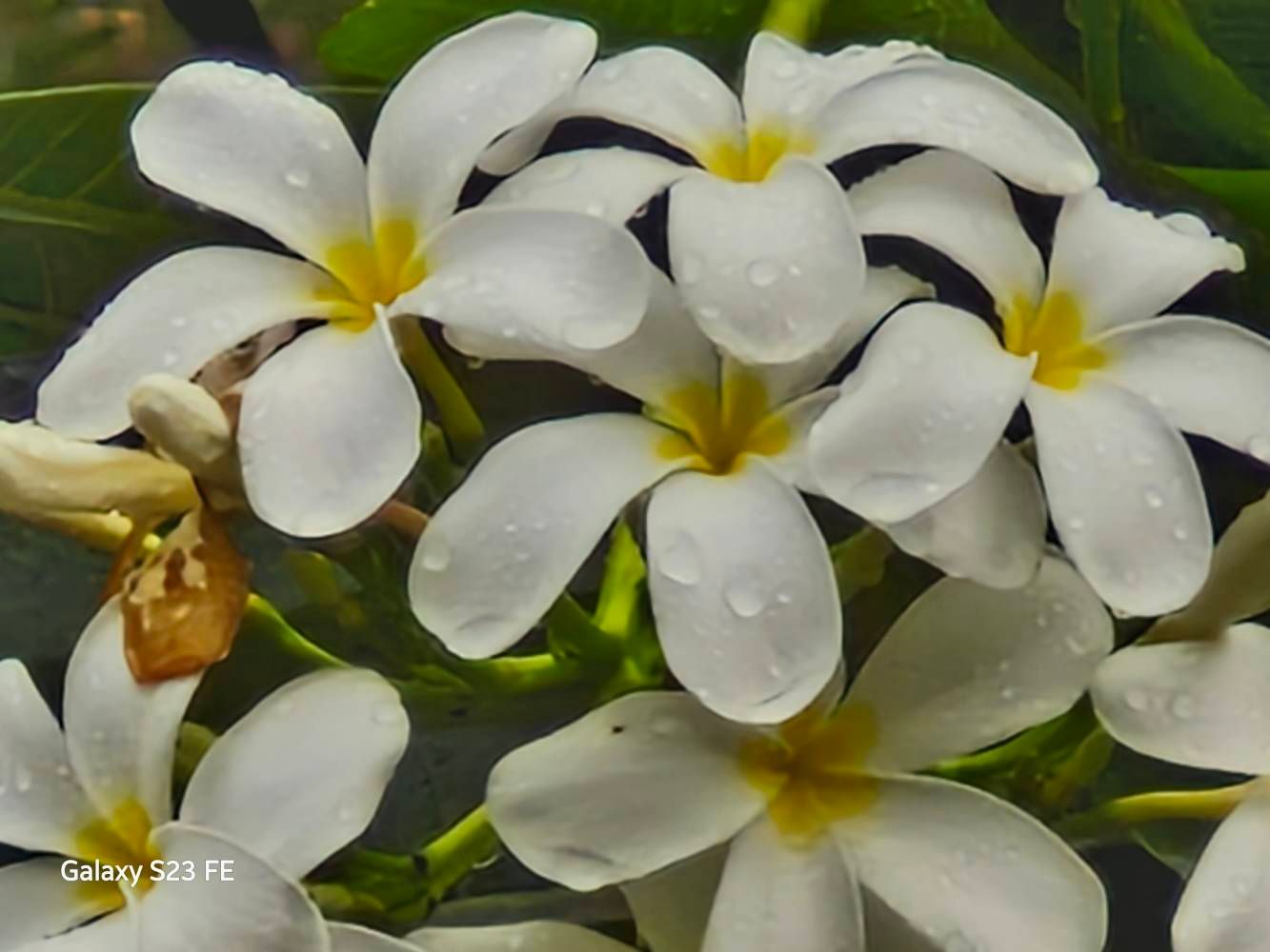 Photo by 20x Zoom from the distance of 15ft - Samsung Members