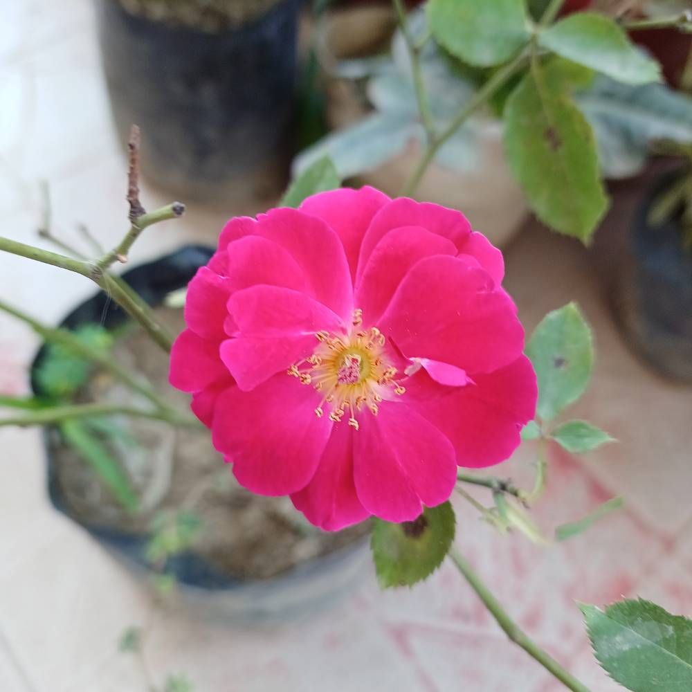 Vivid colour of flower. - Samsung Members