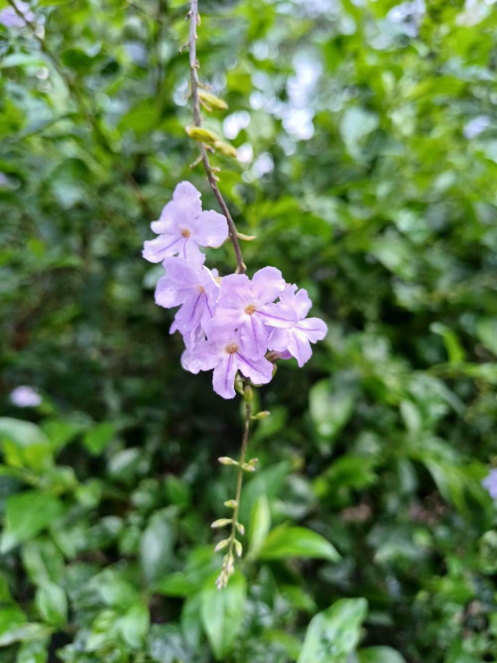 Galaxy A34 5g Photography Samples - Samsung Members