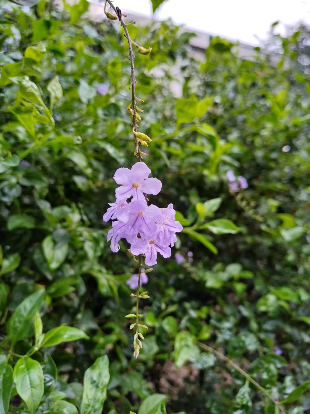 Galaxy A34 5g Photography Samples - Samsung Members