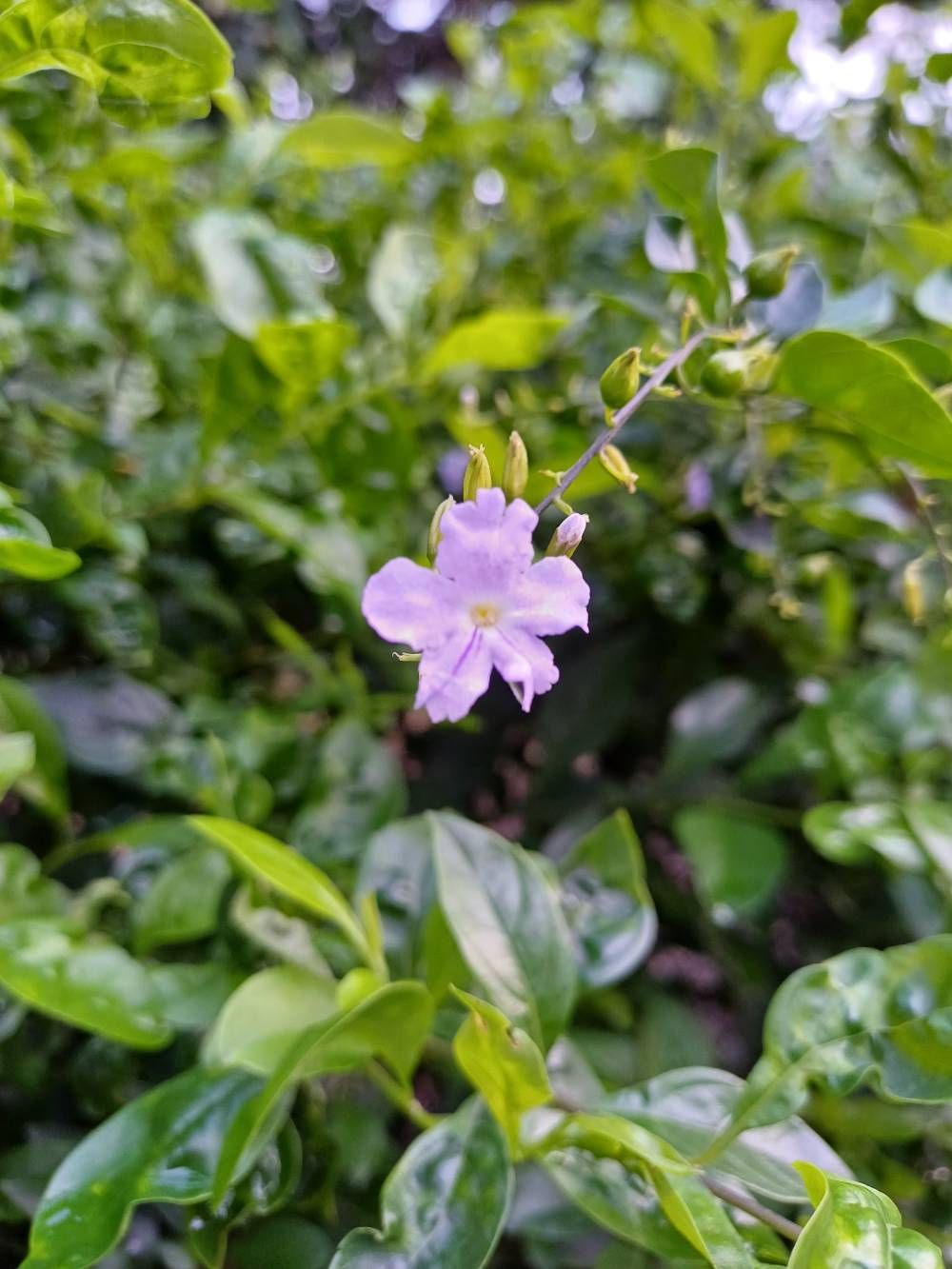 Galaxy A34 5g Photography Samples - Samsung Members