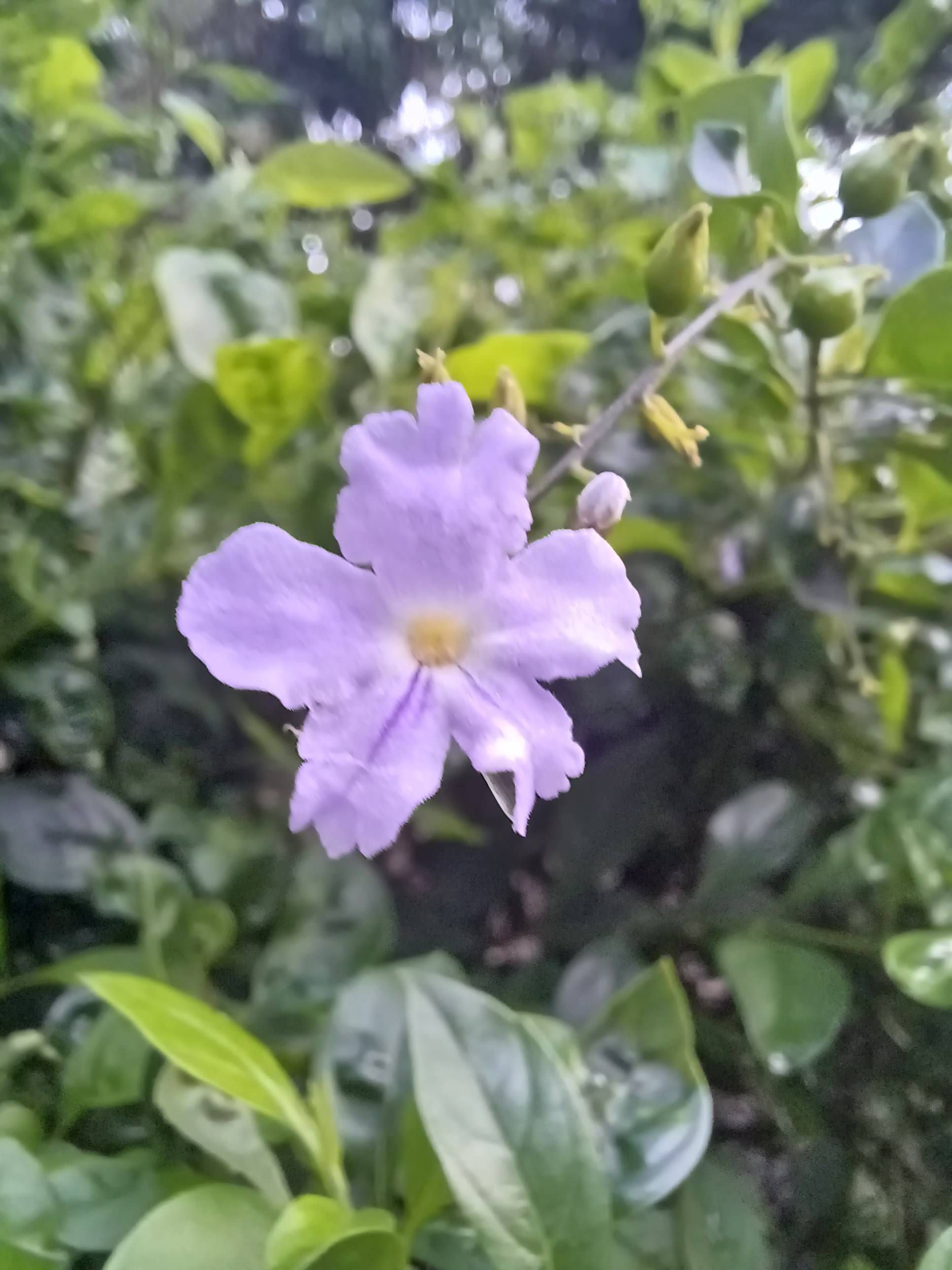 Galaxy A34 5g Photography Samples - Samsung Members