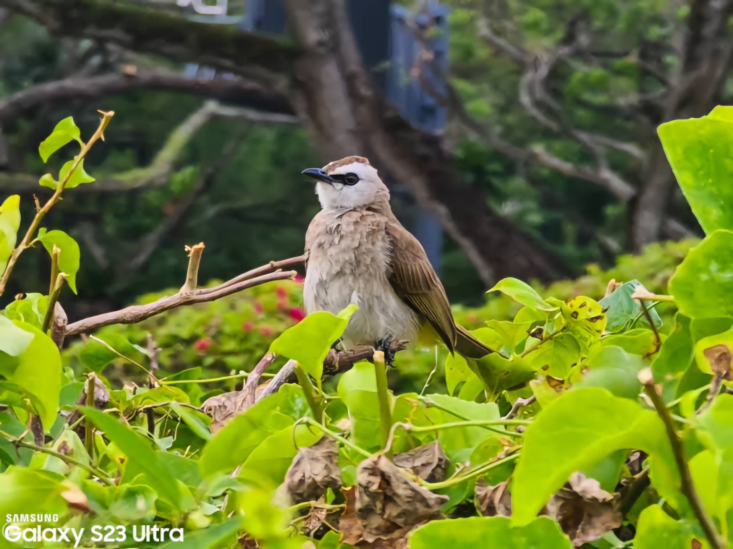 S23 ultra click - Samsung Members