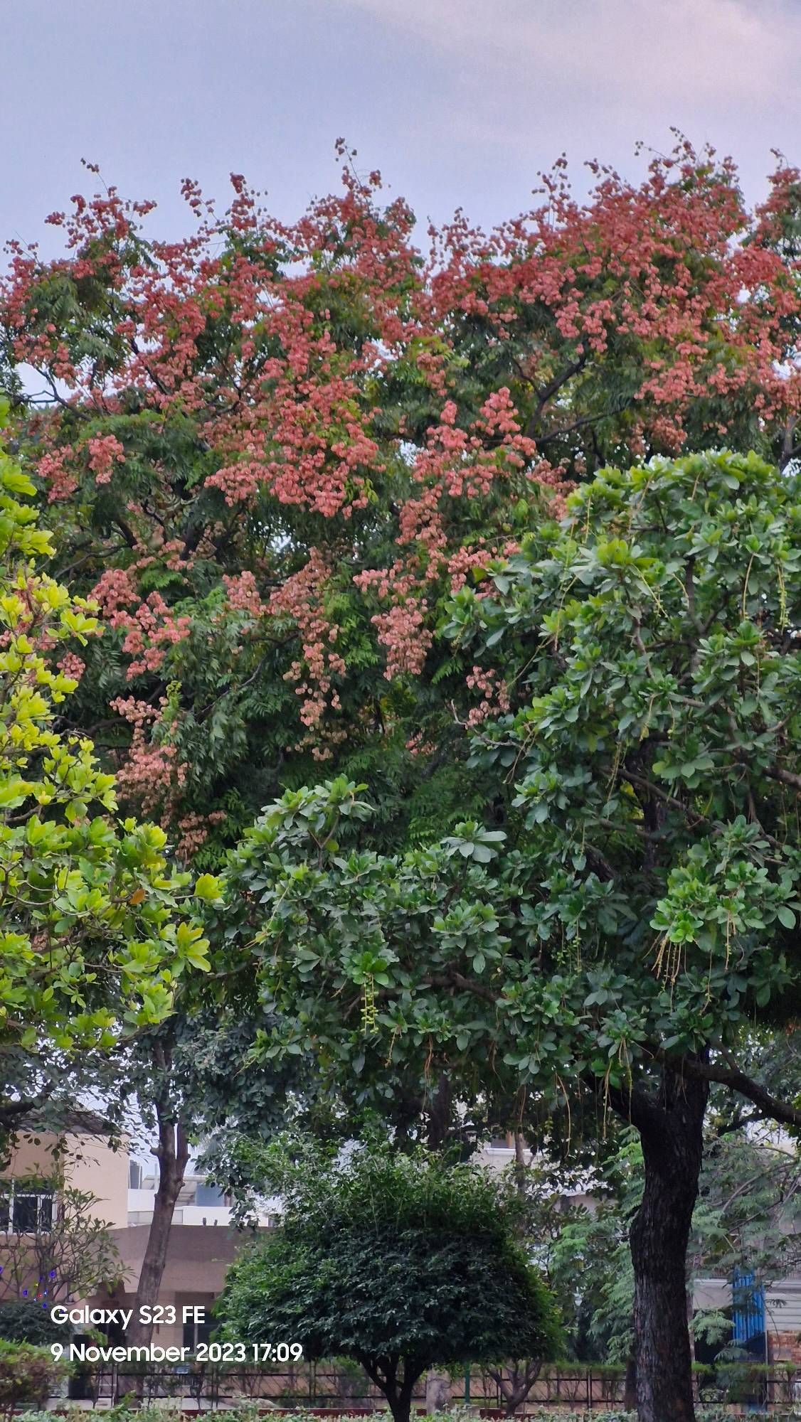 Samsung Galaxy S23 FE Camera Samples - Samsung Members