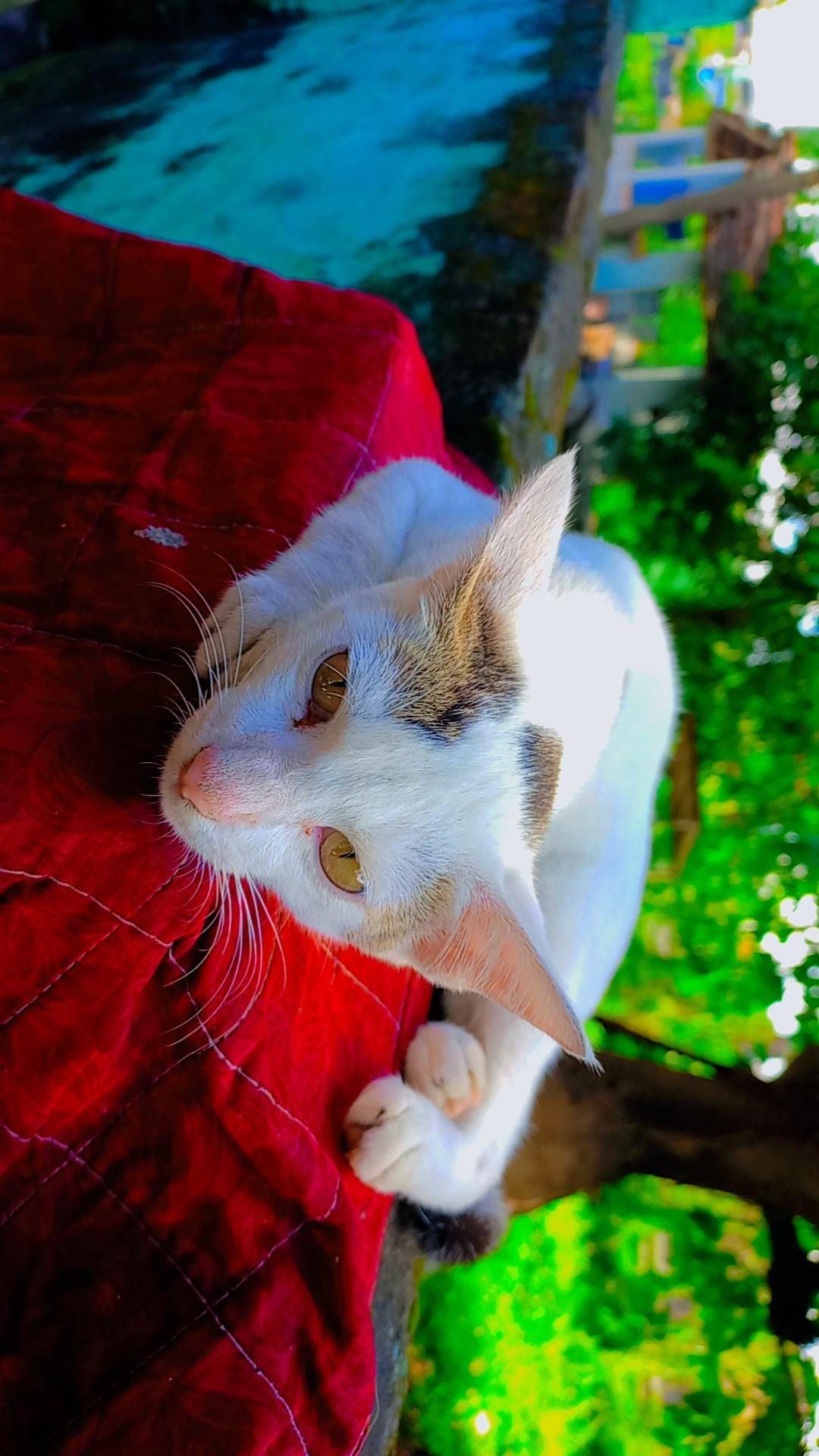 A blooming new shade – Coming soon | Galaxy Z Flip... - Samsung Members