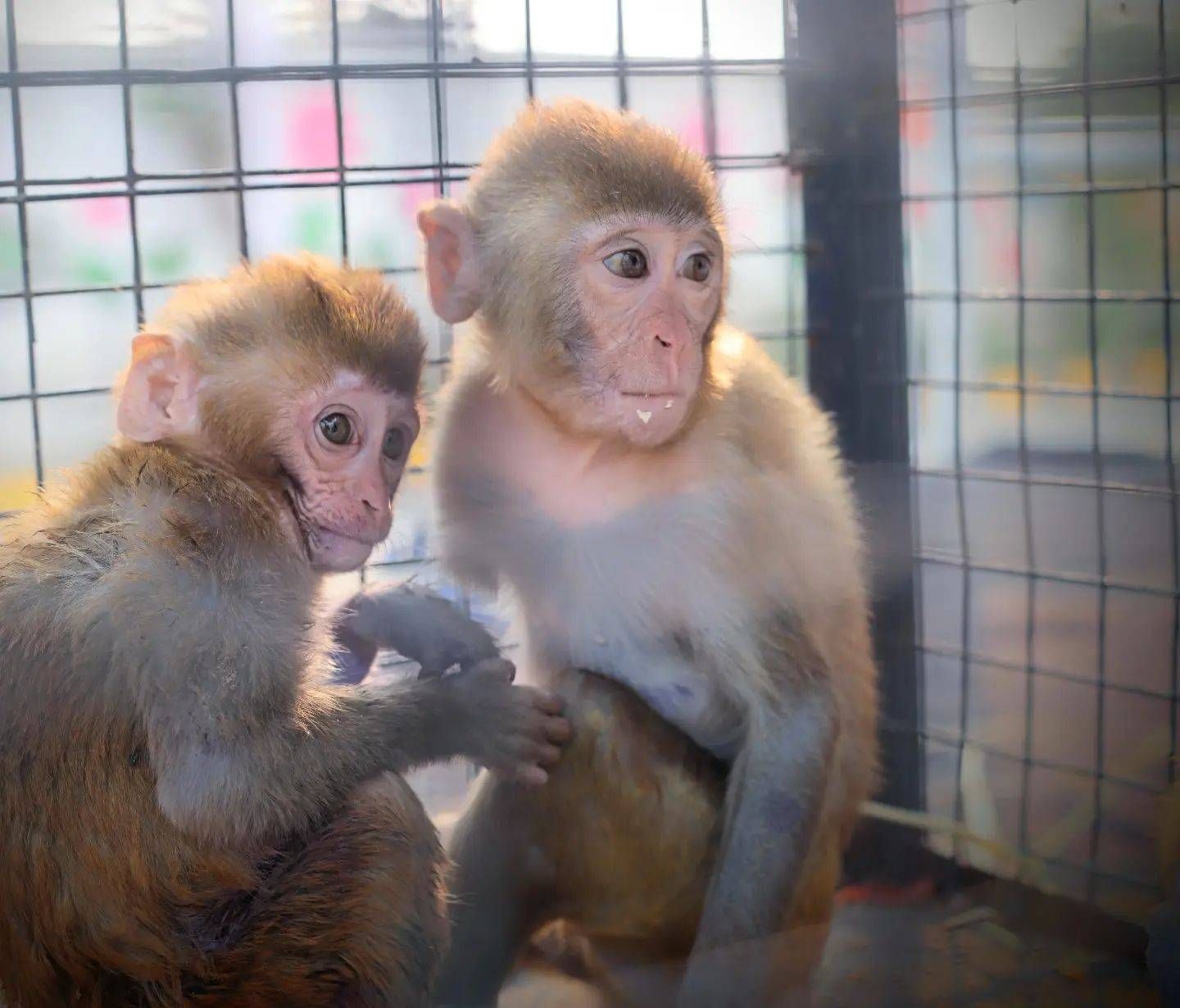 Monkey - Samsung Members