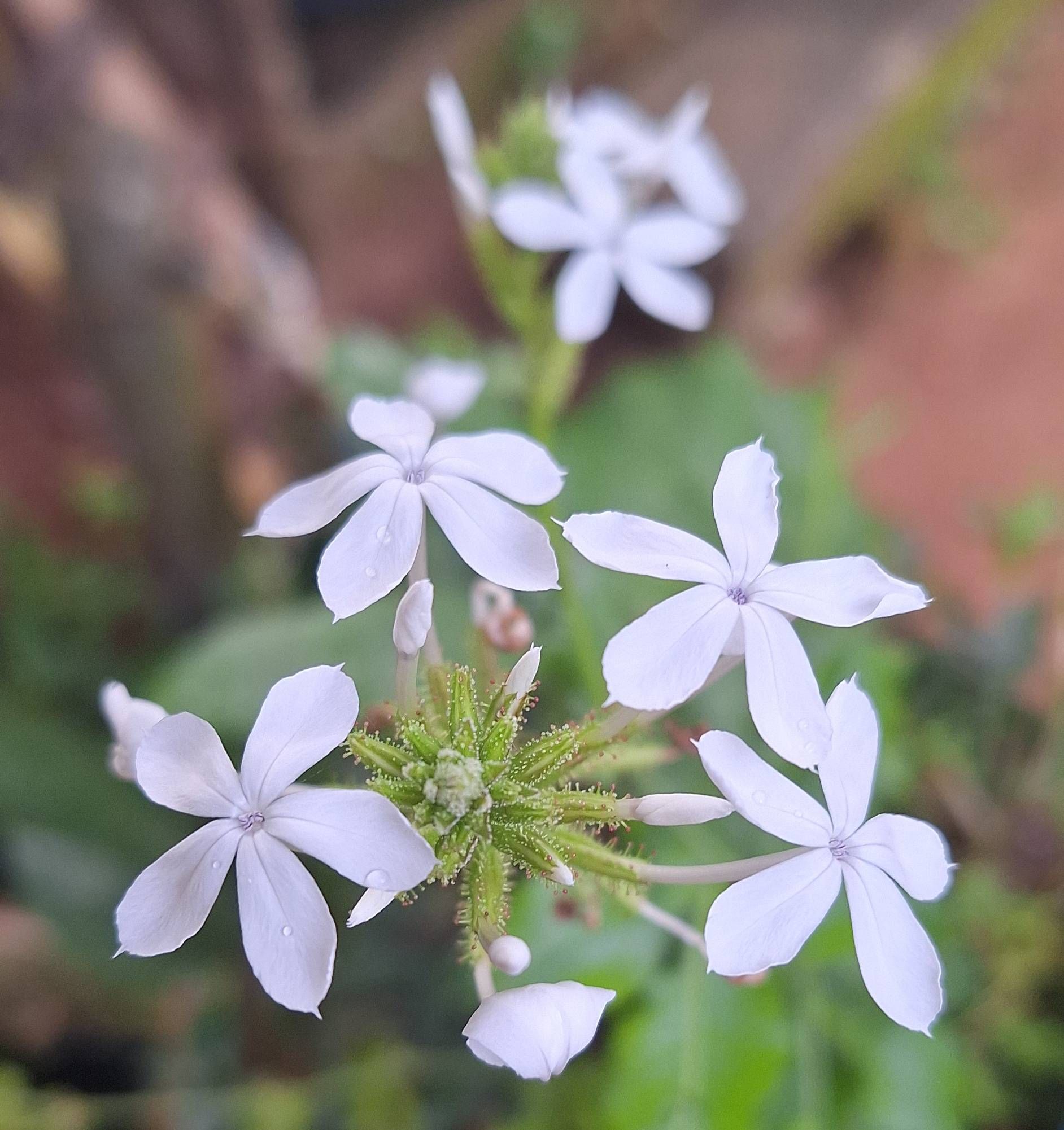 Solved: Flower 🌸 - Samsung Members