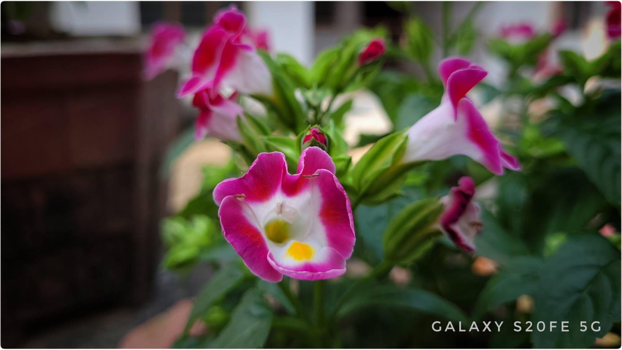 S20fe - Samsung Members