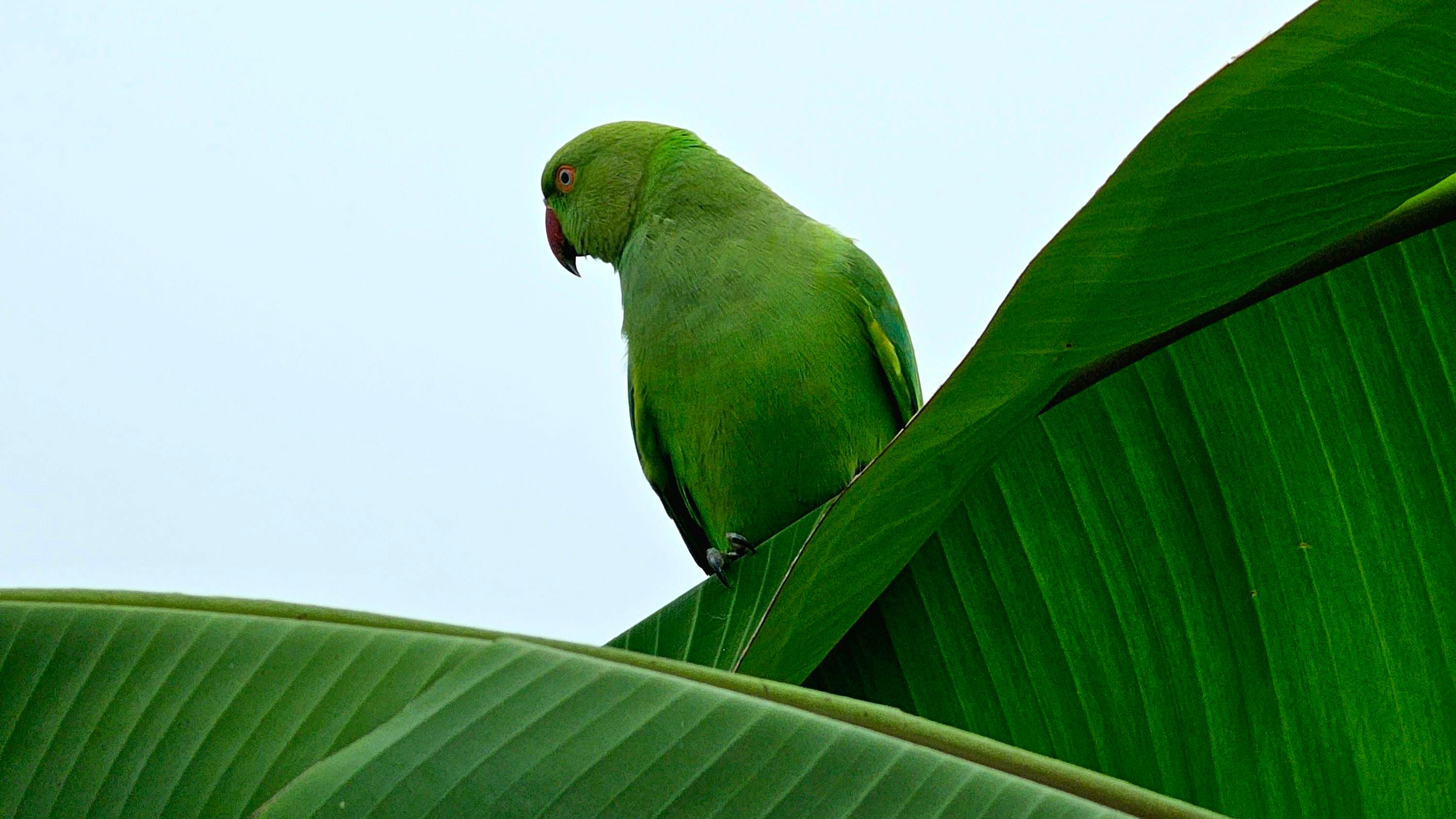 Indian parrot - Samsung Members