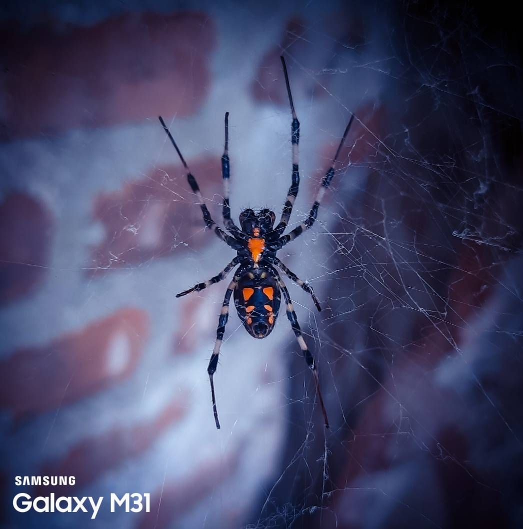 SPIDERVERSE - Samsung Members