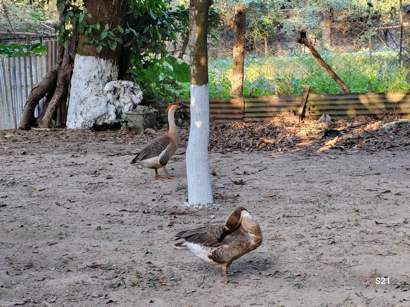 Morning Quack 🦆 - Samsung Members