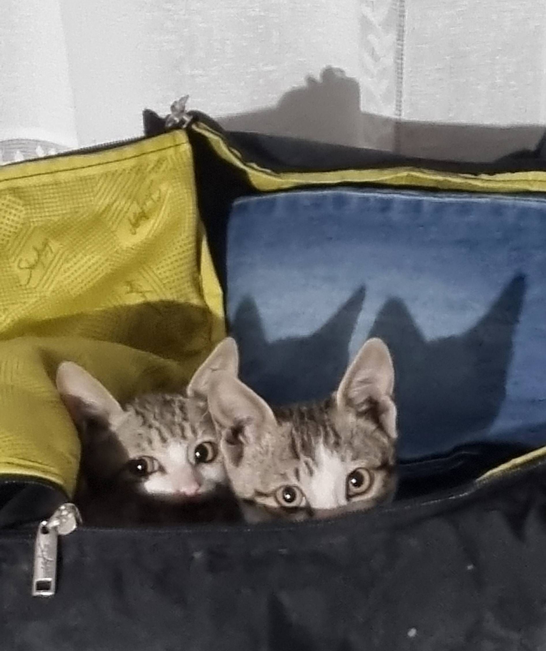 Cat - Samsung Members