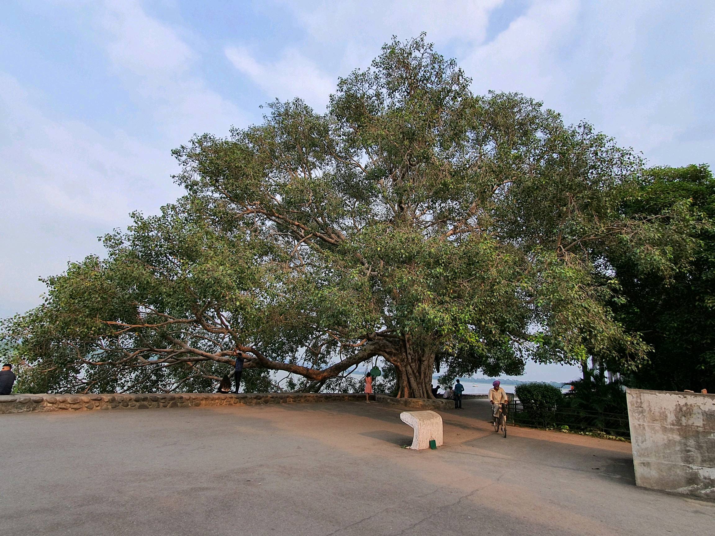 150 years old peepal tree - Samsung Members
