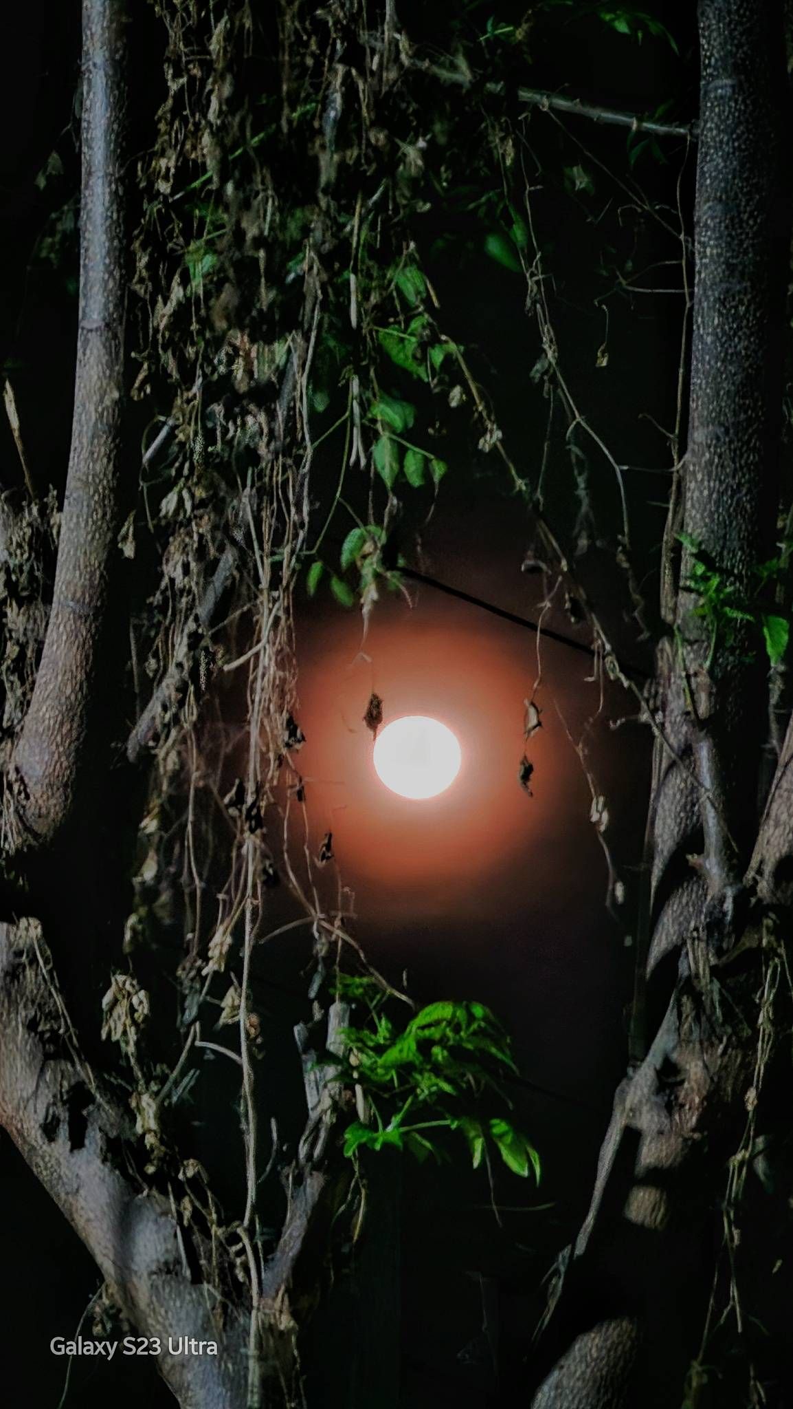 Full moon between trees branch - Samsung Members