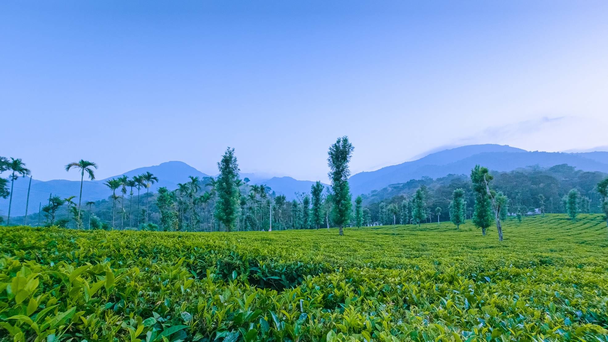 Tea Plantation - Samsung Members