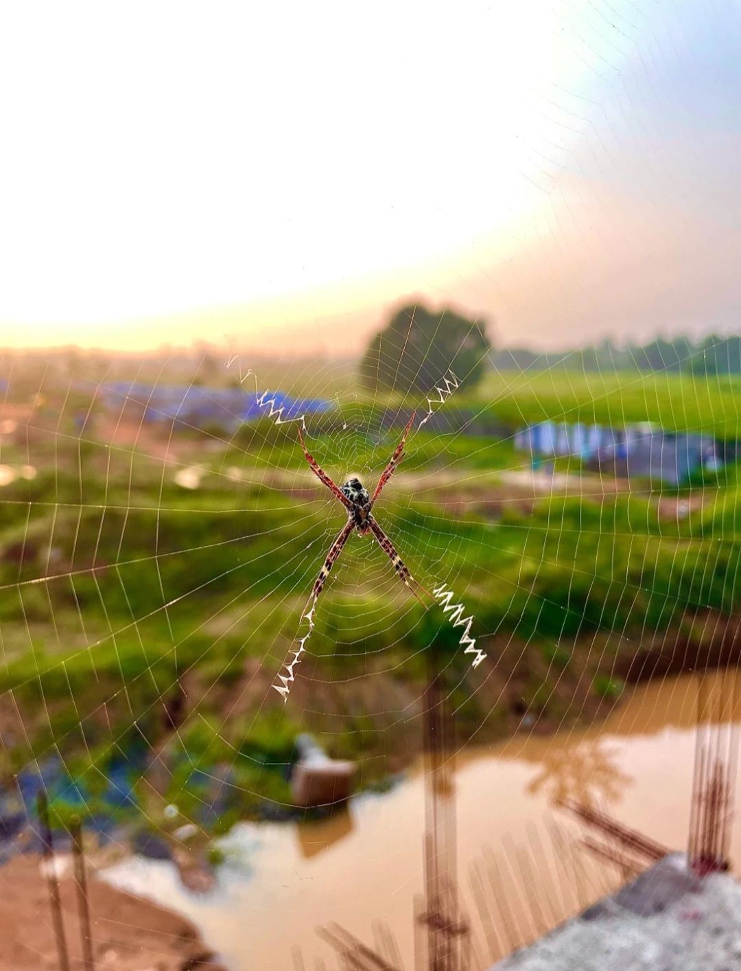Spider Man🕷🕸 - Samsung Members