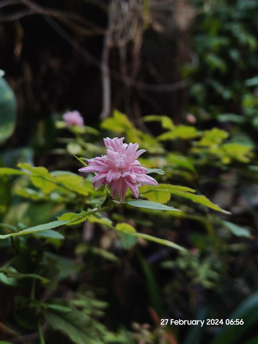 Galaxy a34 photography - Samsung Members